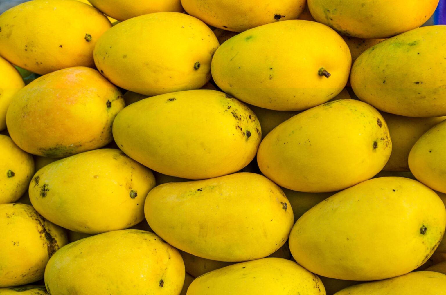 Banganapalle Mango – Divine Mangoes